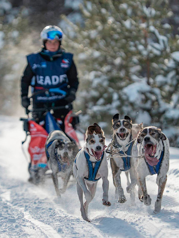 Élite - FFST Mushing
