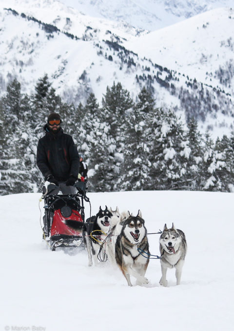 La Fédération - FFST Mushing